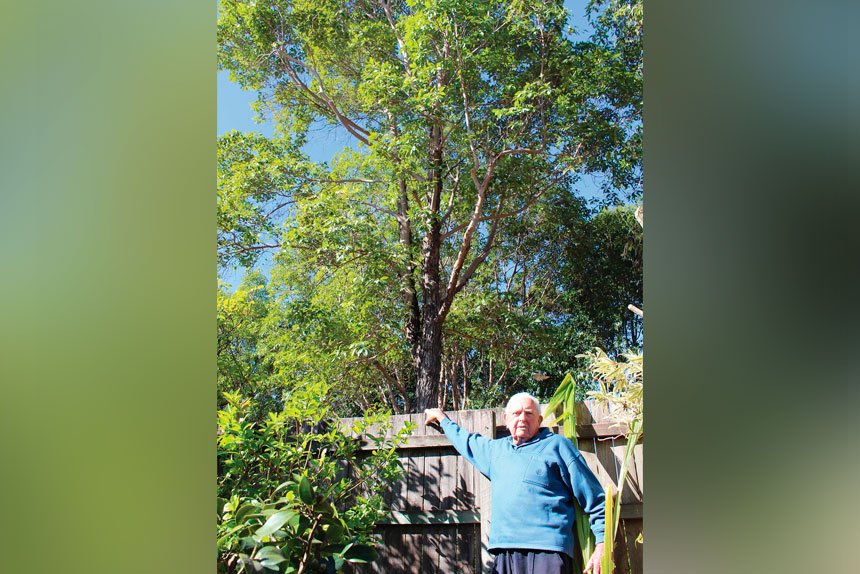 Residents ramp up tree removal campaign - Redland Bayside News