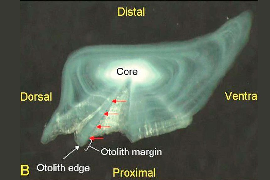 How Fish Ear Bones Reveal Their Age