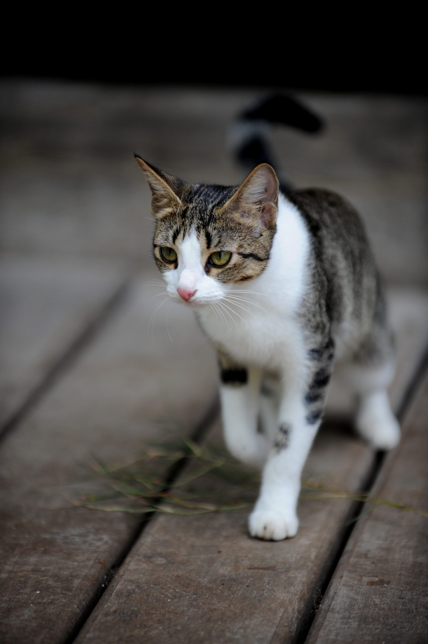 Cat welfare advocate pleads for flexibility on council cat limits ...